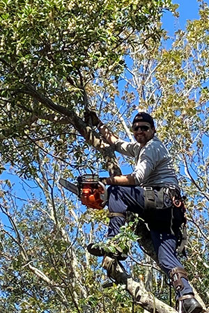 Tree Service Hudsonville, Michigan - My Tree Guy LLC