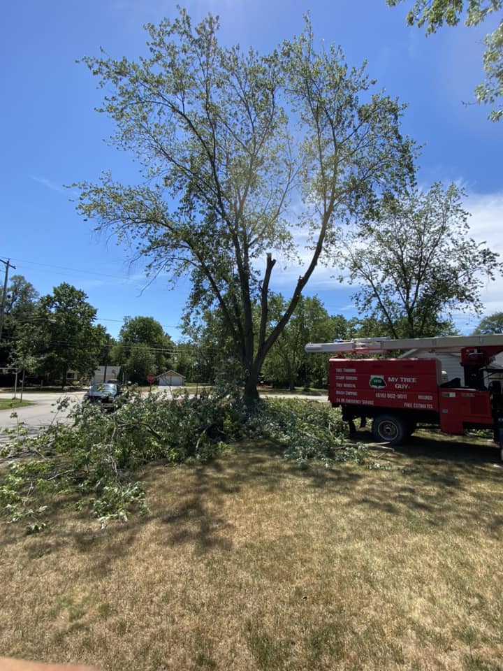 Gallery - My Tree Guy LLC